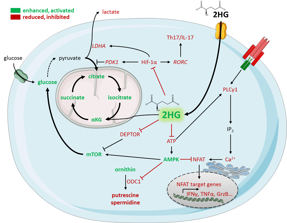 Immunometabolic Regulation of Anti-Tumor T-Cell Responses by the ...