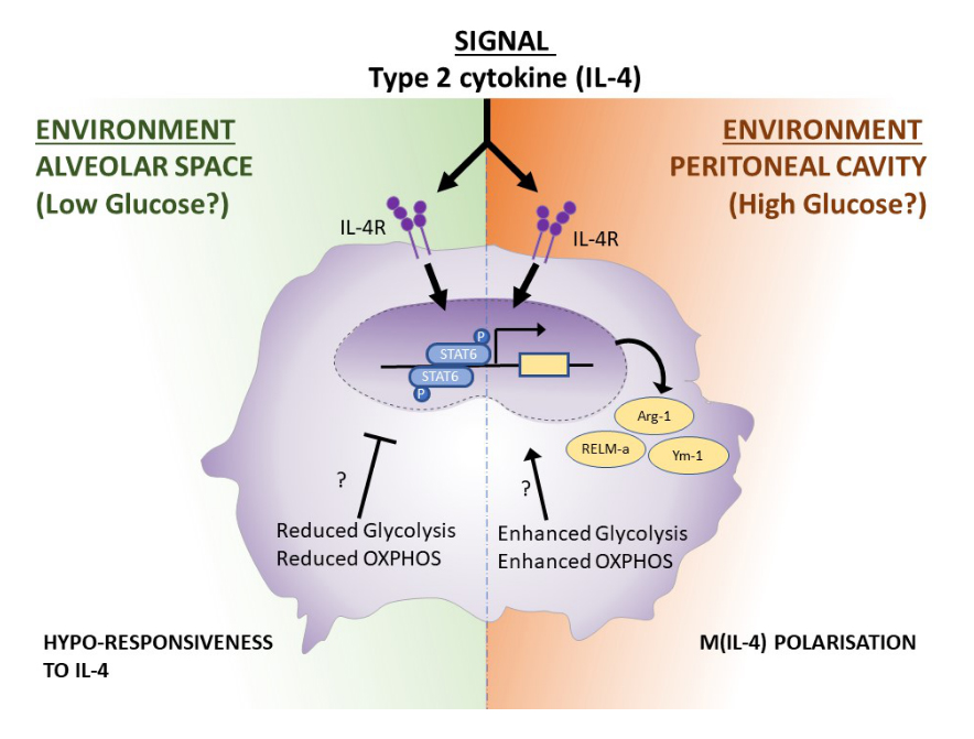 Tissue Location Drives the Metabolic Re-Profiling of Macrophages