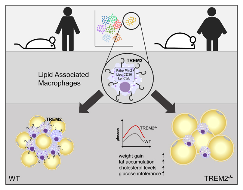 TREM2-Positive Lipid-Associated Macrophages (LAMs) Control White ...