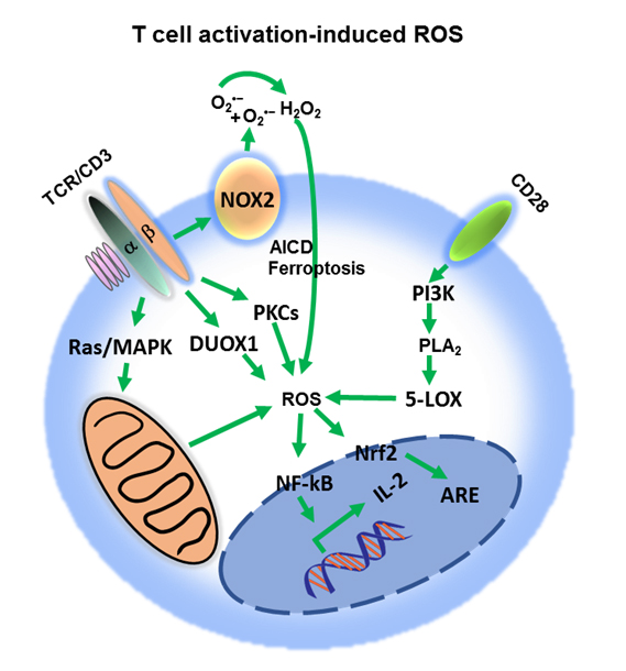 T Cell Metabolism in Cancer Immunotherapy