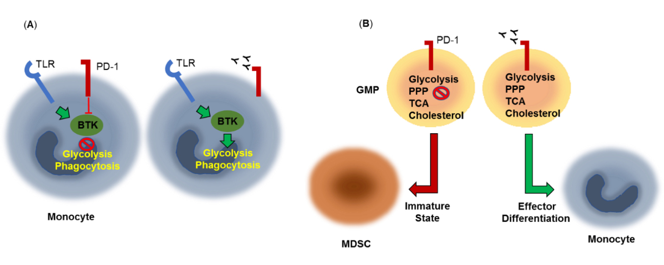 Effects of PD-1 Signaling on Immunometabolic Reprogramming